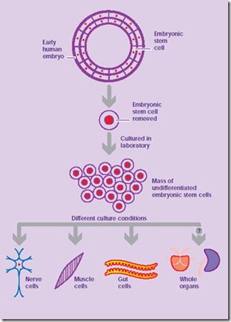 Teachers Goodies: STEM CELL STUFF